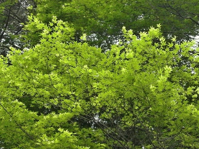 Spring Bootでmybatisを利用しsql Serverに接続するアプリケーションで楽観ロックを利用してみた|itエンジニアとして